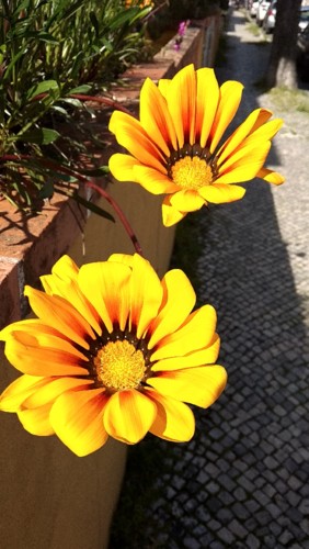Malmequer amarelo - As coisas de que eu gosto! e as outras...