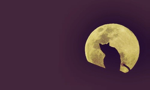 O gato e a Lua - Everything and Something Else