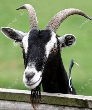 Barbicha de Bode - Nota Dissonante