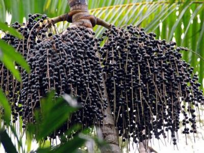 Açaí [semente] - Algarsementes