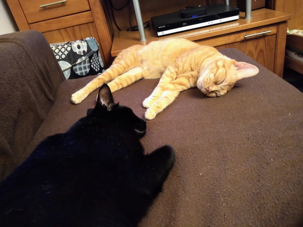 A rotina do gato Riscas - O mundo felino do Riscas e do Rafael